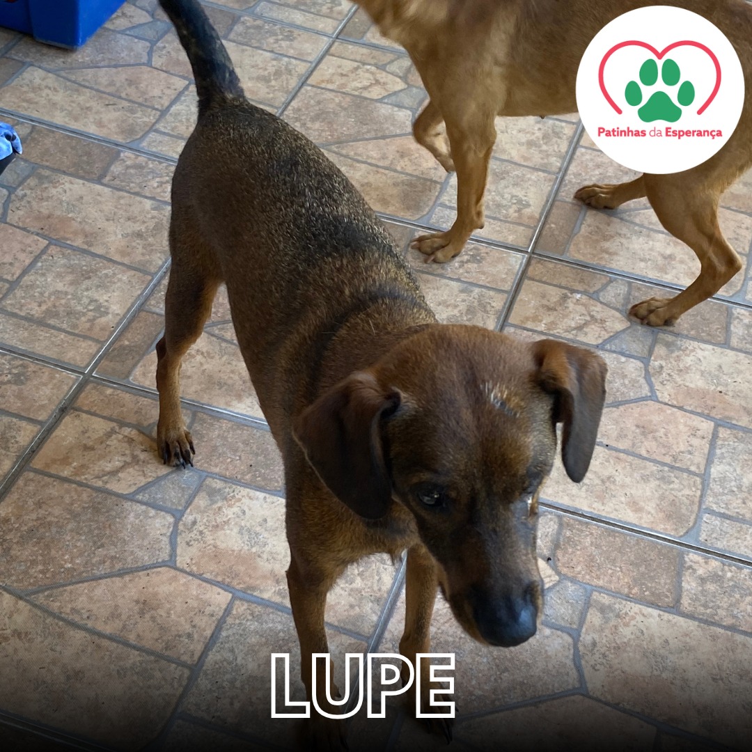 Lupe — Prefeitura de Montenegro